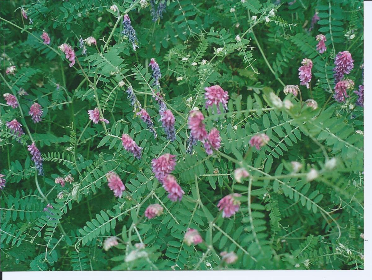 1. Hedge / Common Vetch | Ballinacree Historical Society