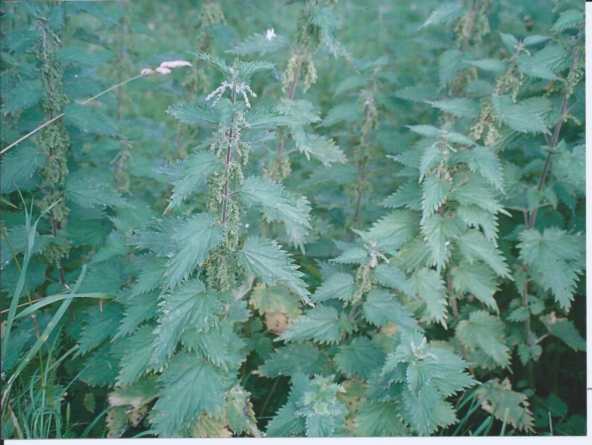 19. Common Nettle | Ballinacree Historical Society