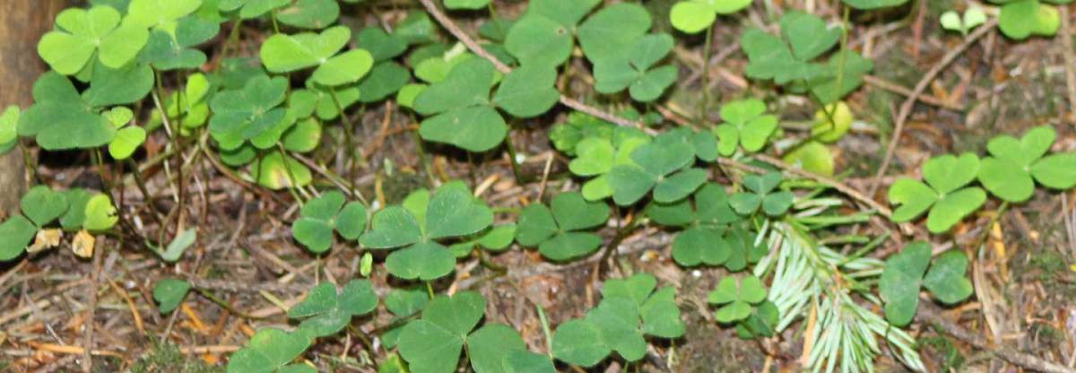 Clover or Shamrock | Ballinacree Historical Society